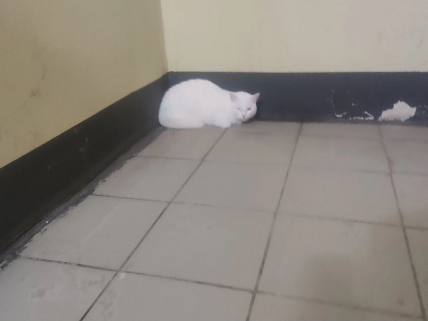 Кота бросили в подьезде