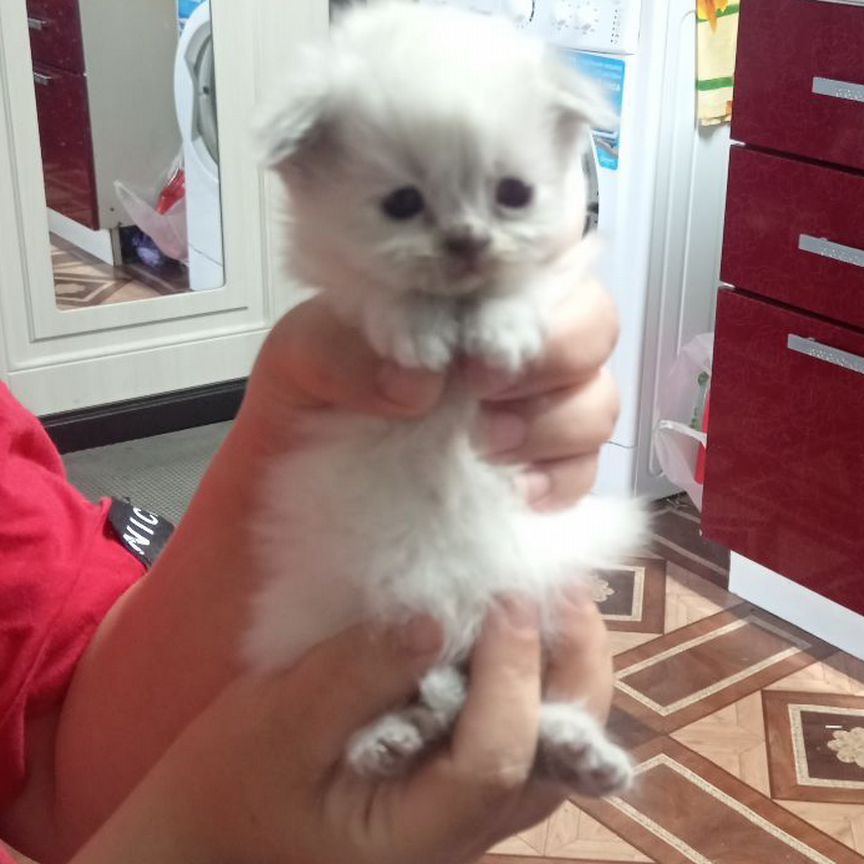 Шотландский вислоухий короткошёрстный котёнок