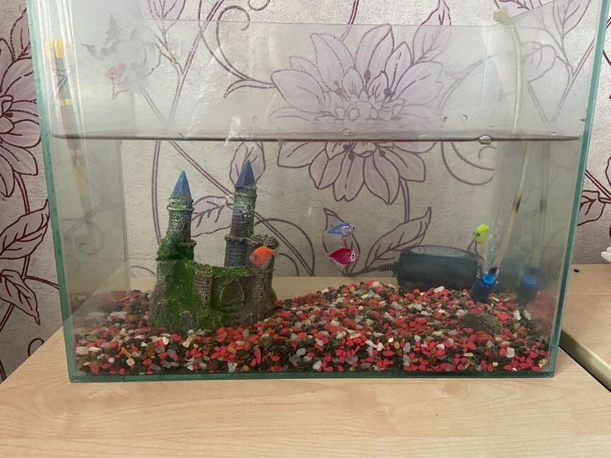 Аквариумные рыбки с аквариумом