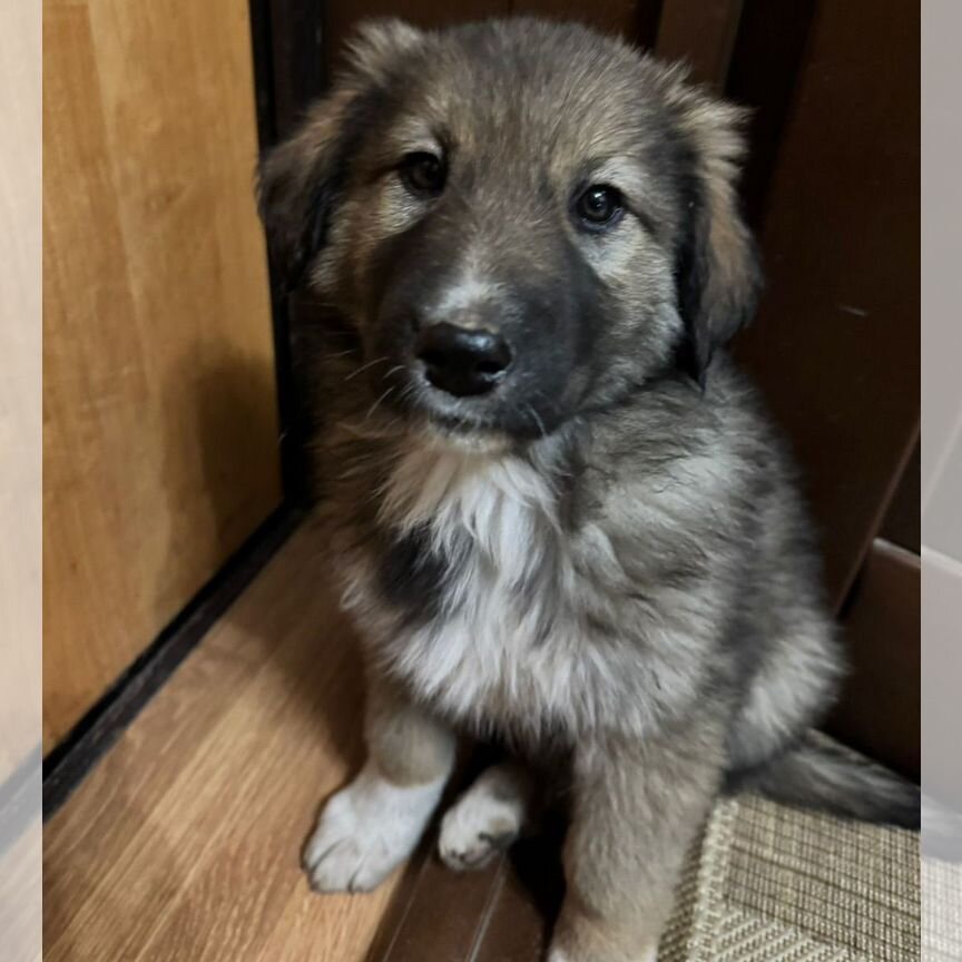 Щенок в добрые руки