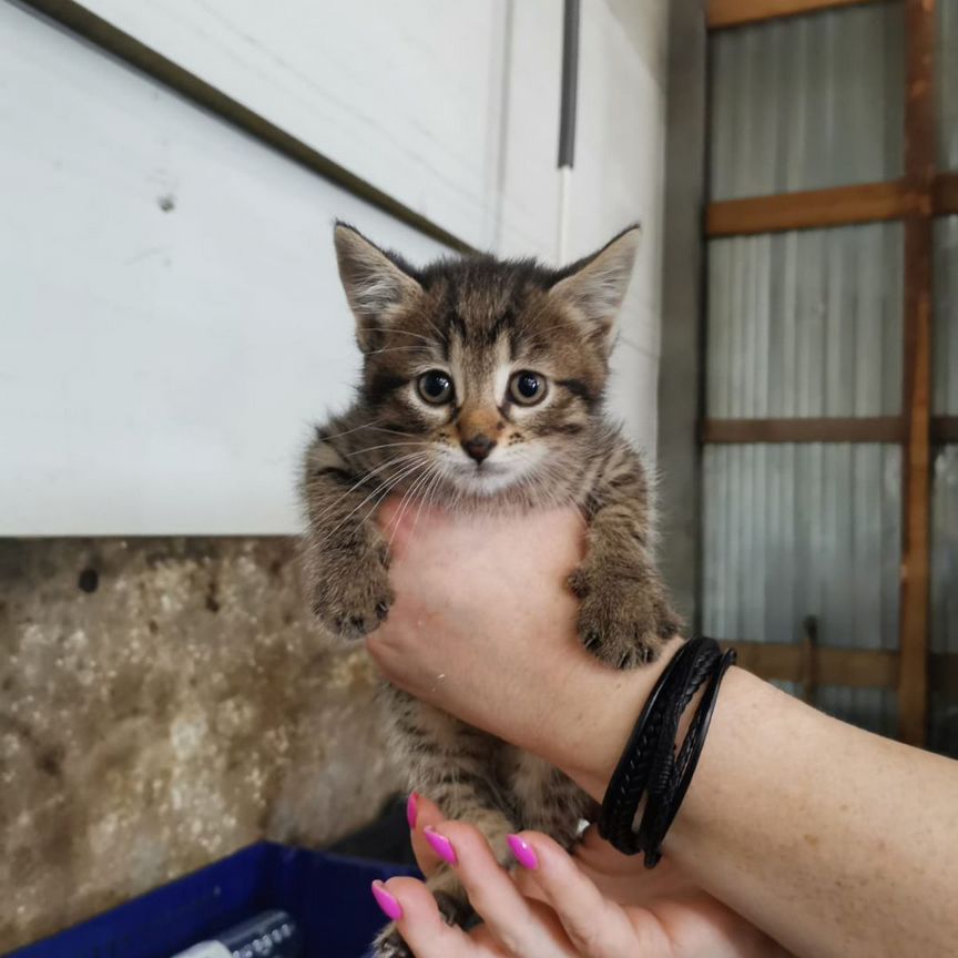 Котенку нужна помощь