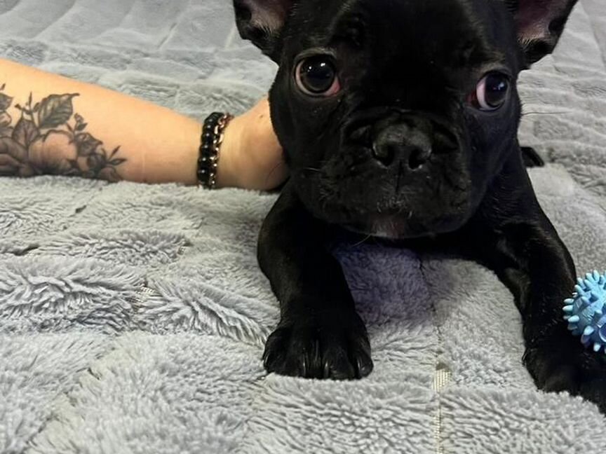 Французский бульдог