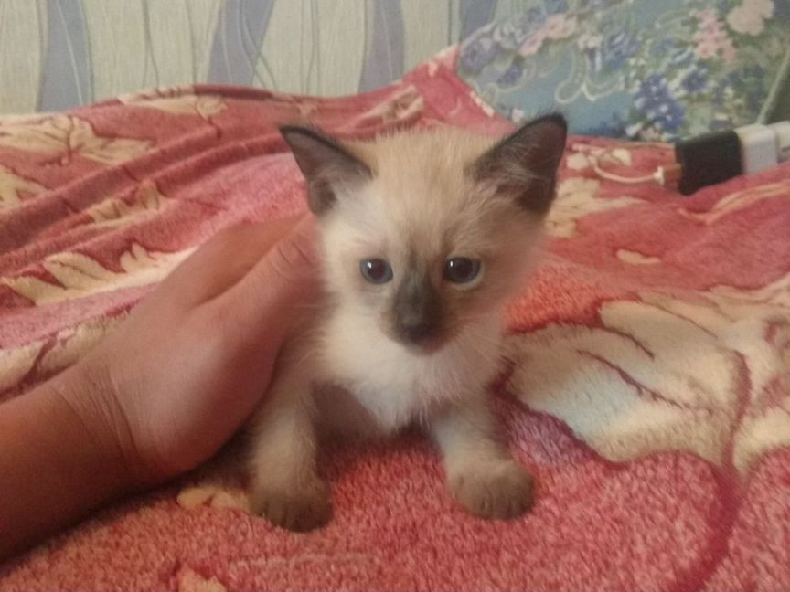 Тайские сиамские котята