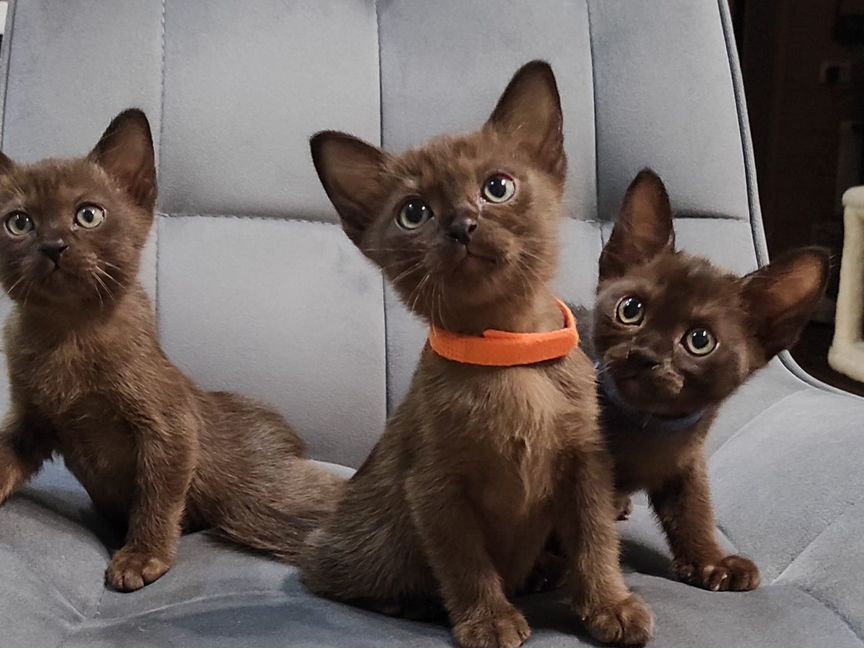 Бурманские котята