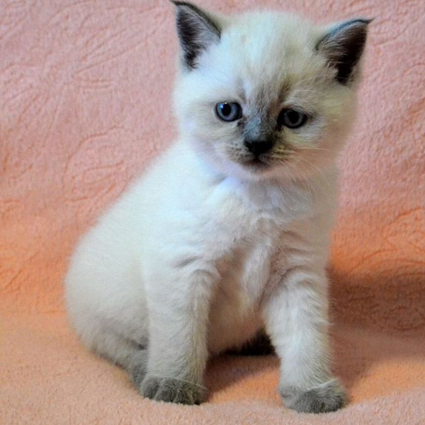 Шотландские котята