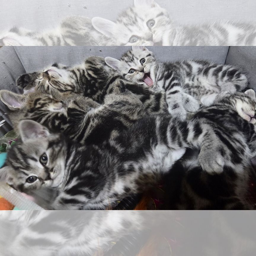 Шотландский прямоухий короткошёрстный котёнок