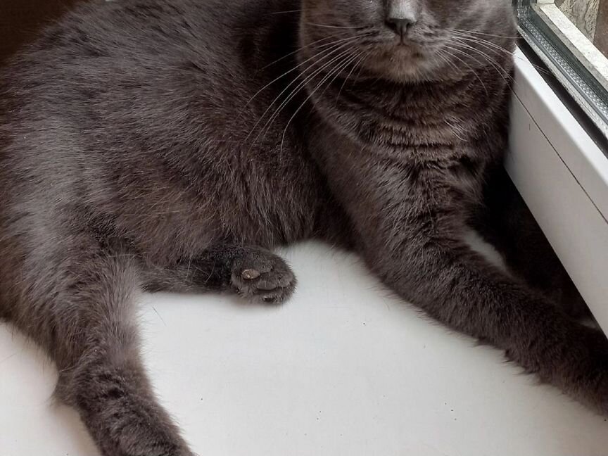 Кошечка ищет дом