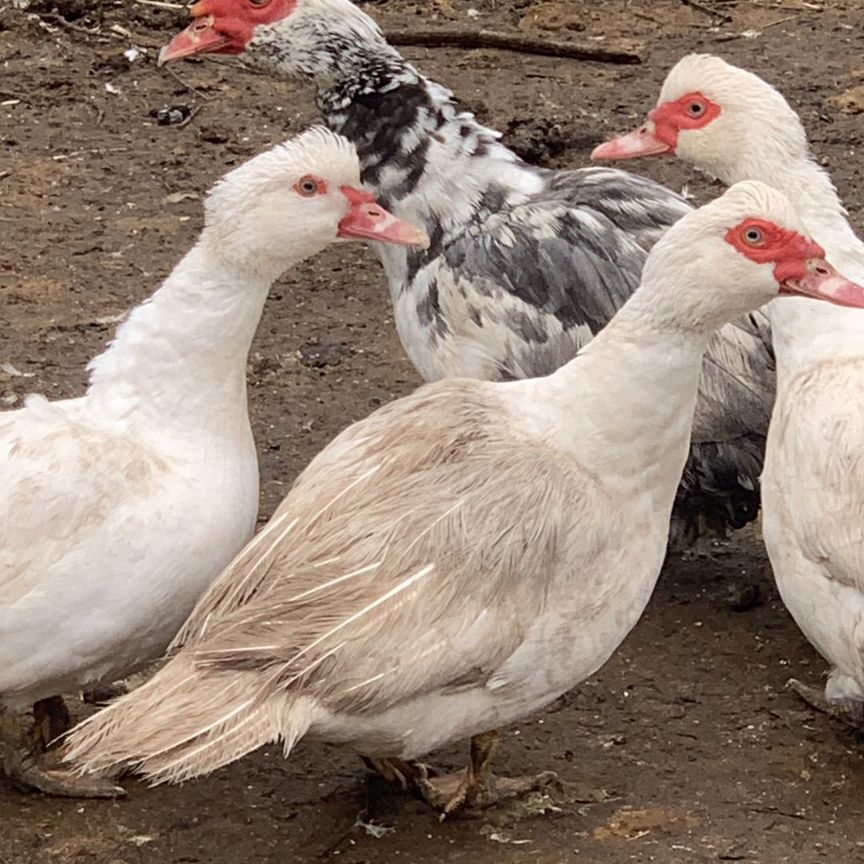 Муларды семья на развод