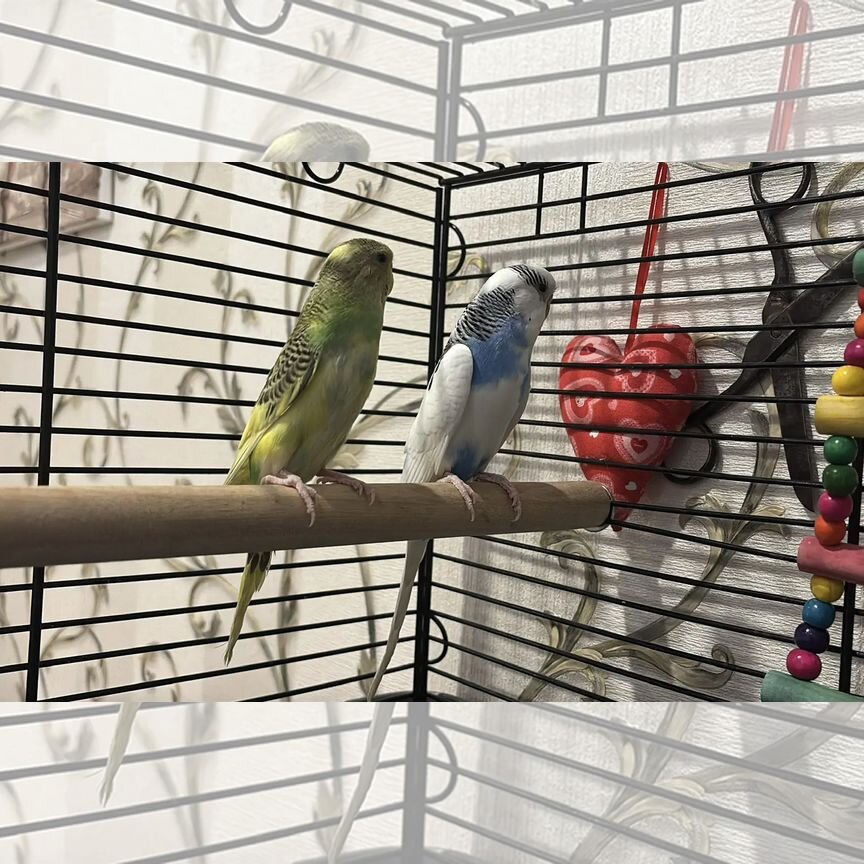 2 Волнистых попугайчика с клеткой