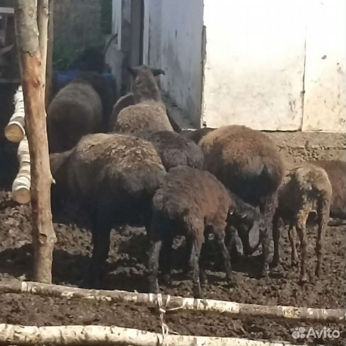 Овцы бараны эдельбай