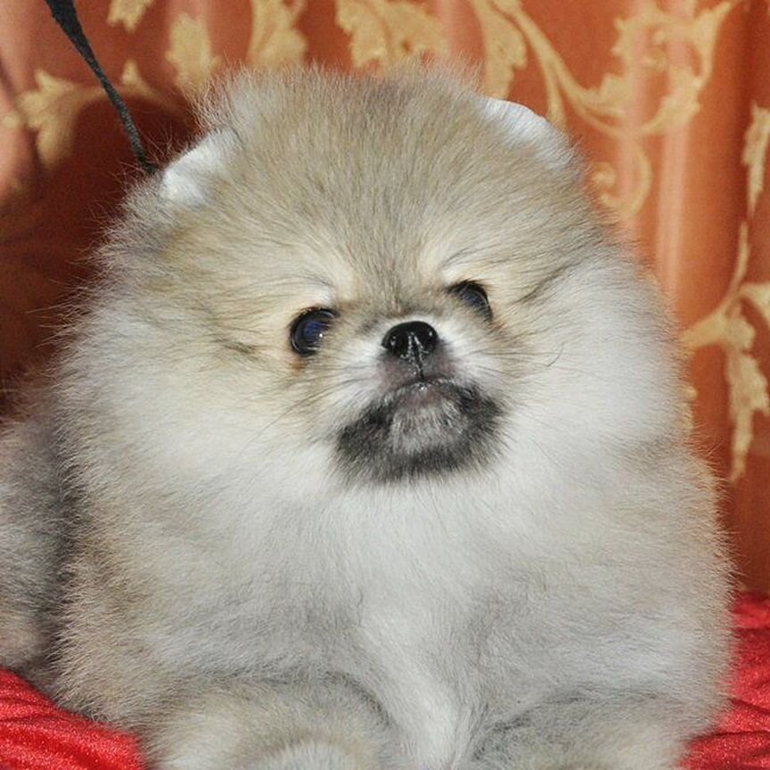 Померанский шпиц большой выбор окрасов