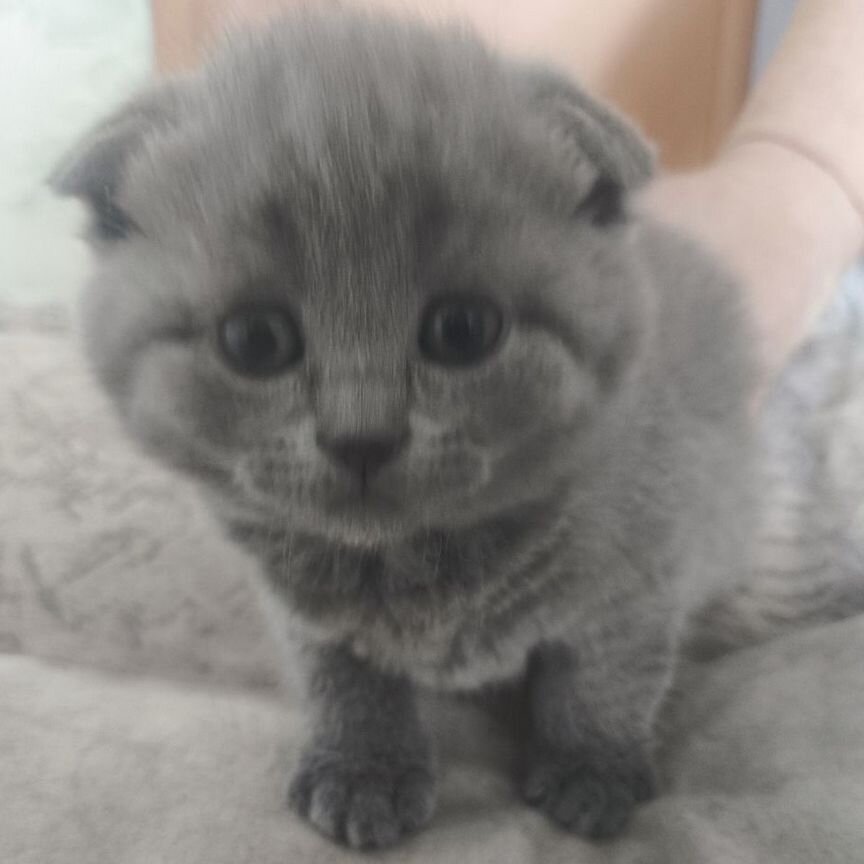 Британский длинношёрстный котёнок