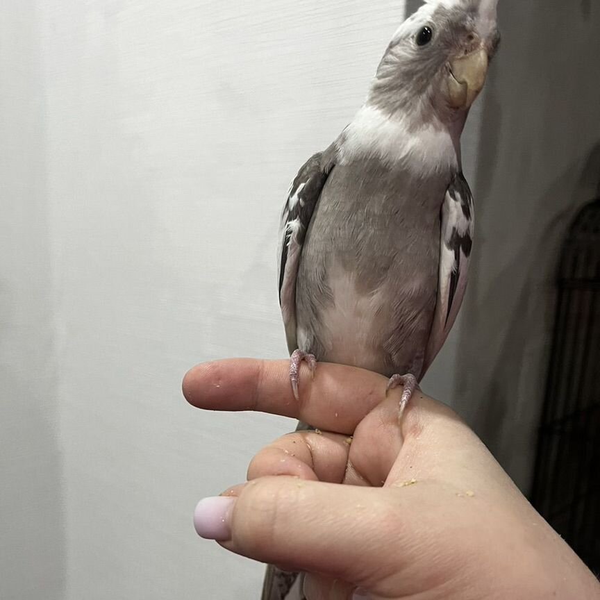 Птенец безщекая корелла