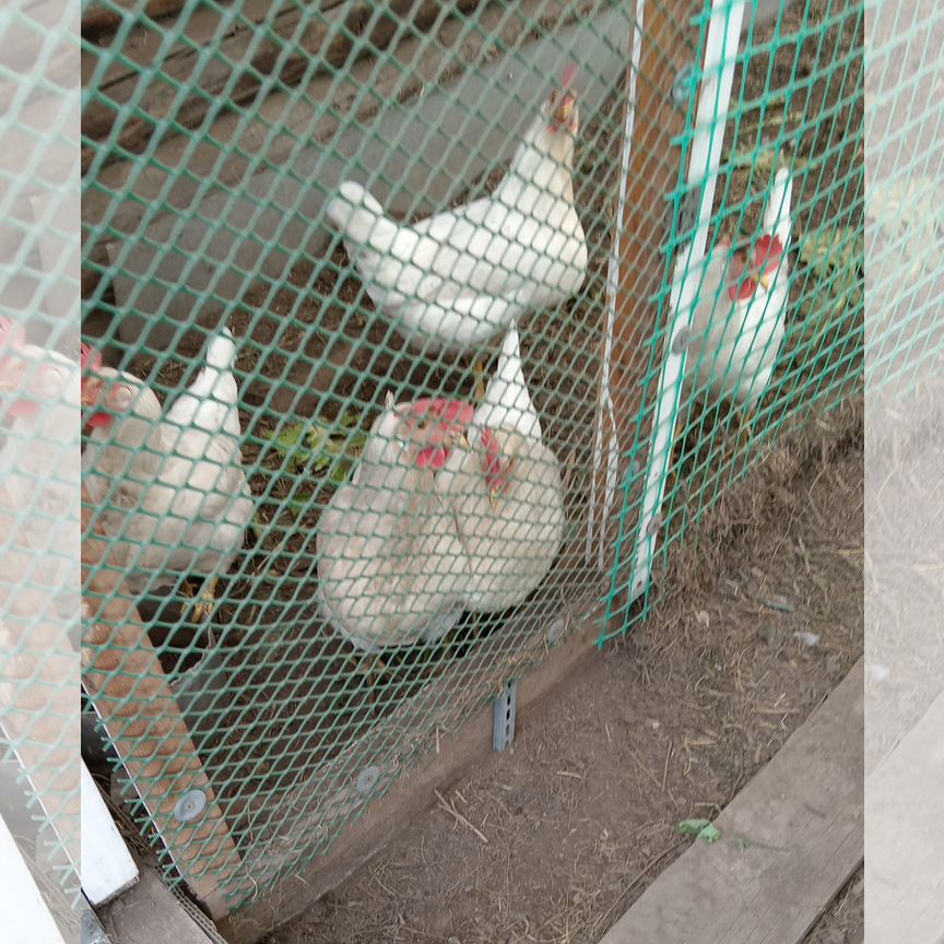 Продам курочек несушек