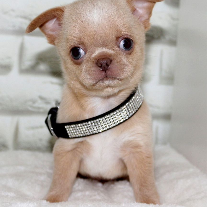 Чихуахуа, щенок