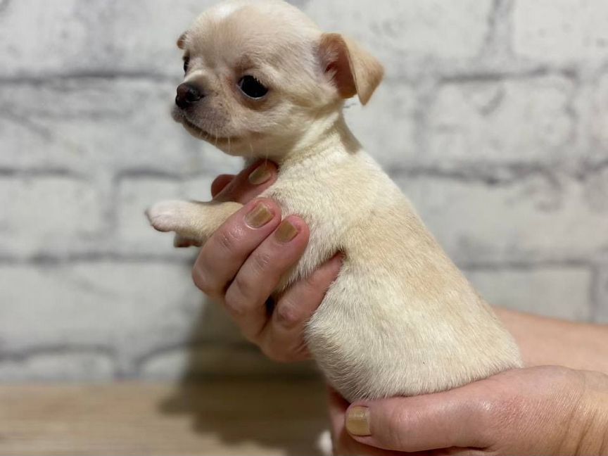 Чихуахуа девочки-красотки