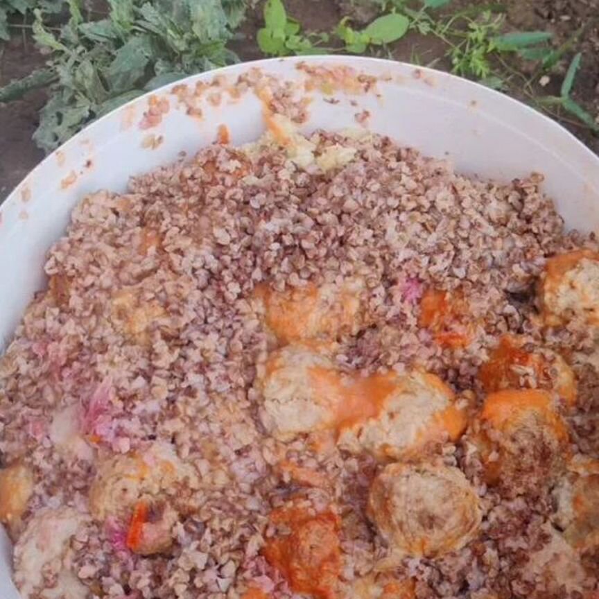 Пищевые отходы для животных бесплатно