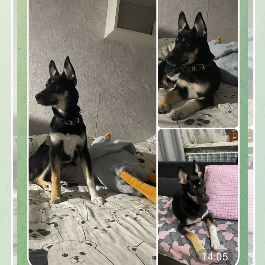 Щенок в добрые руки