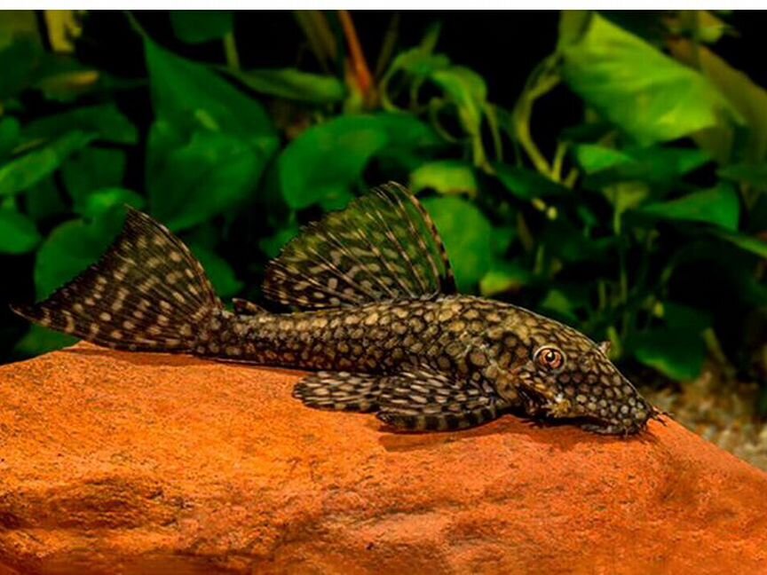 Сомик, присоска, анциструс