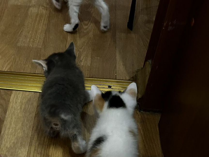 Котята в добрые руки