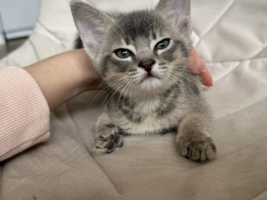Абиссинские котята
