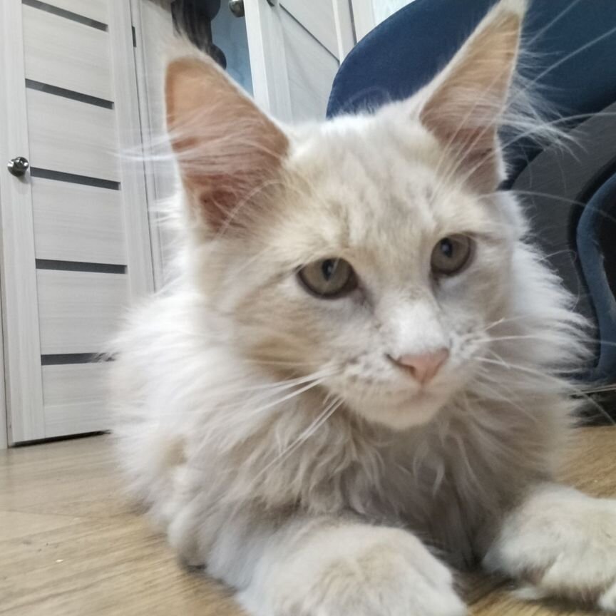 Котенок мейнкун