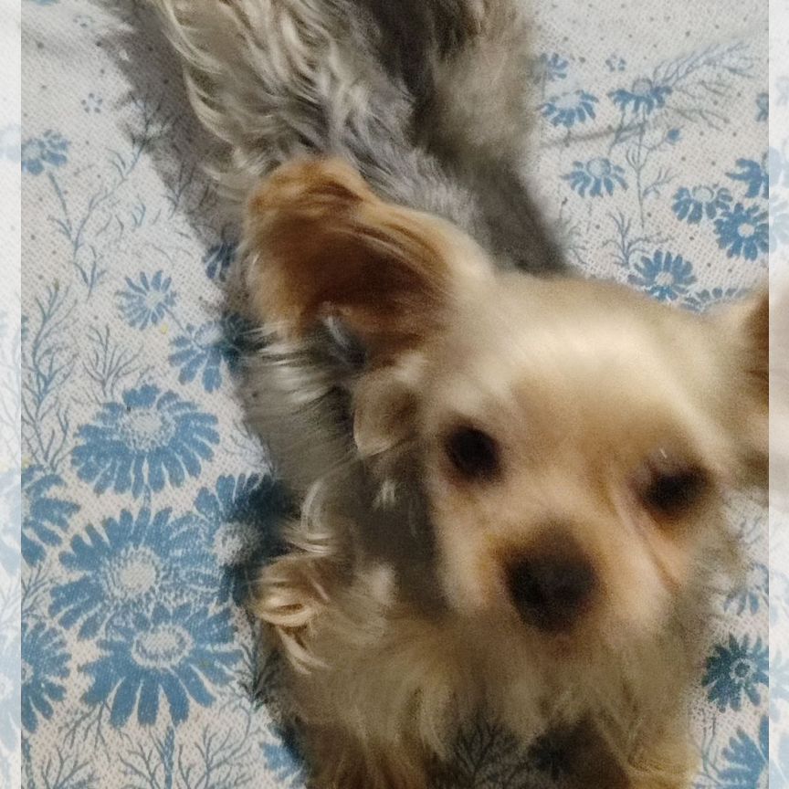 Отдам в добрые руки