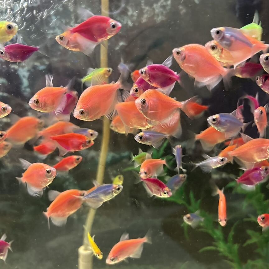 Продам рыбок