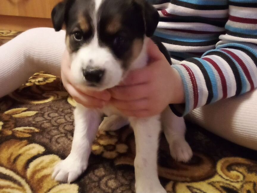 Собака в добрые руки щенок