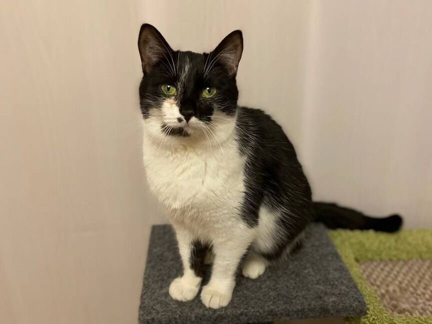 Кошка Аришка