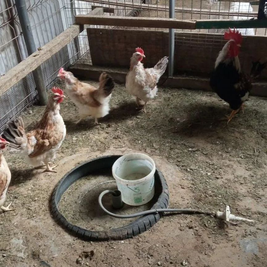 Семья кур и петух порода Загорская ласосевая