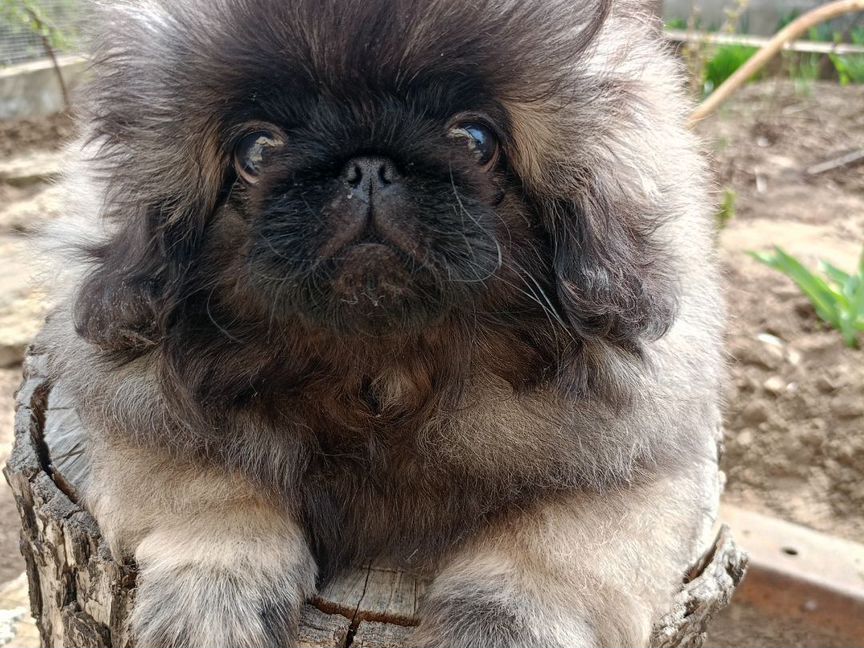 Пекинес- мальчик