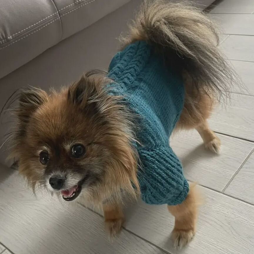 Одежда для собак