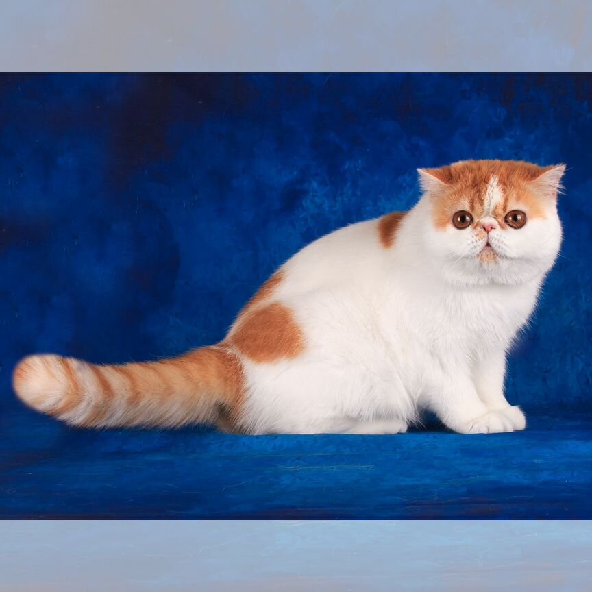 Классный экзотик Апельсинчик
