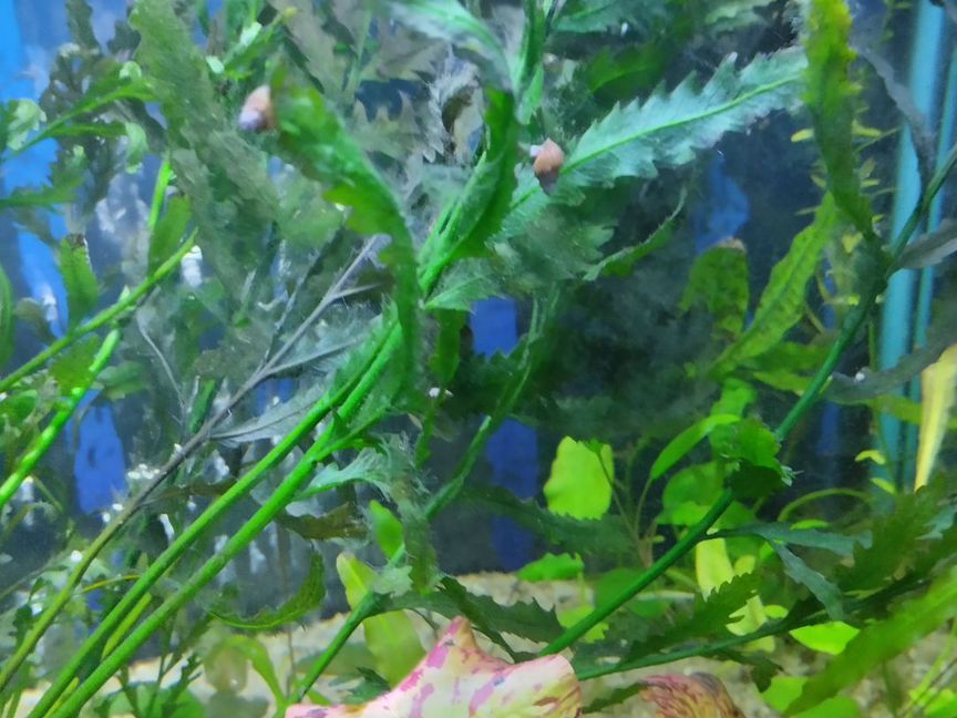 Аквариумное растение балбитис