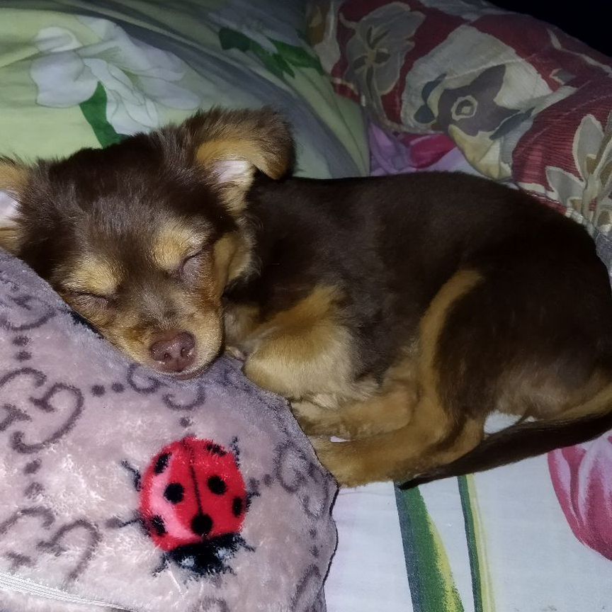 Помесь чихуахуа