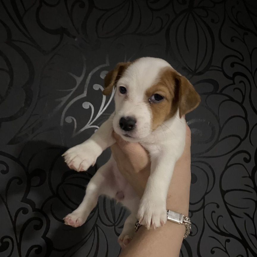 Джек рассел терьер