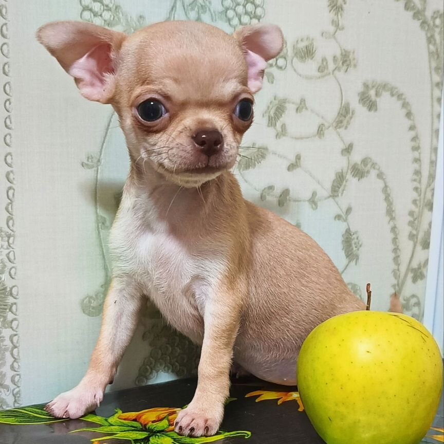 Чихуахуа миниатюрная девочка