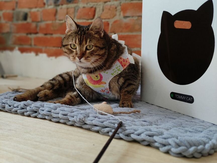 Маруся в поисках дома