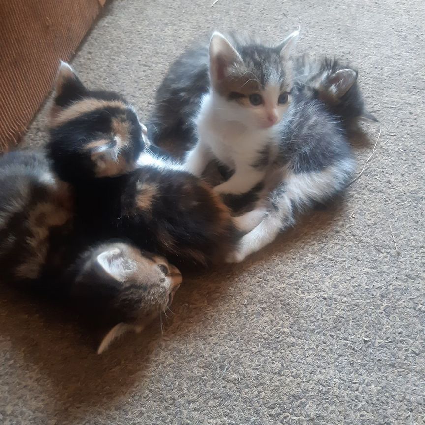 Котята в добрые руки бесплатно