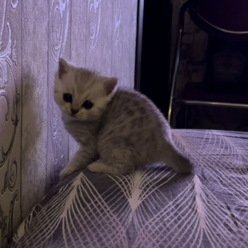 Шотландская кошка