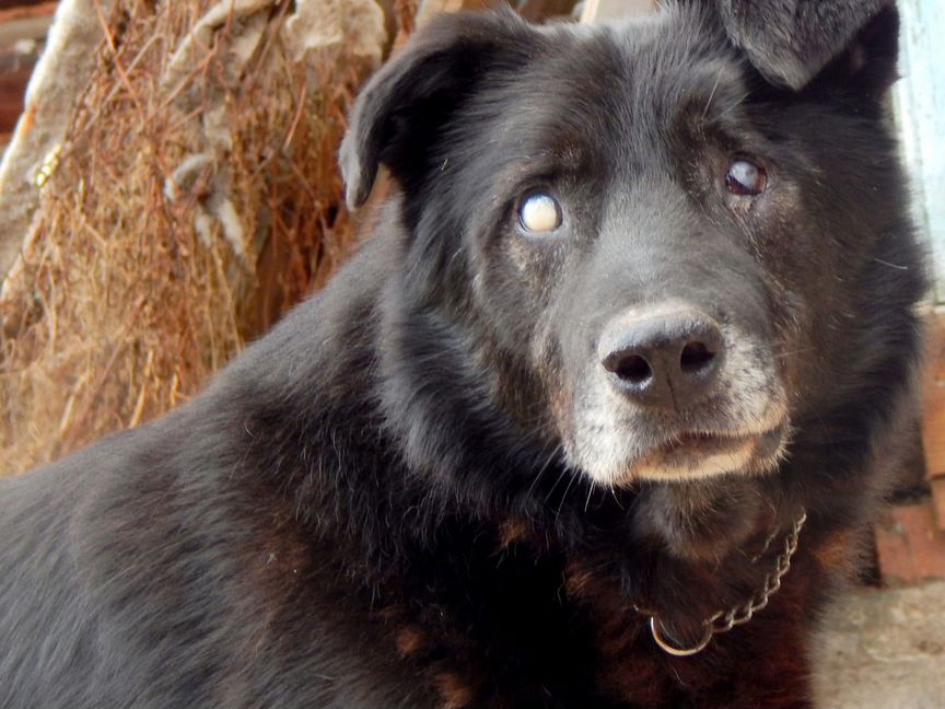 Слепому Нуару нужна передержка/дом