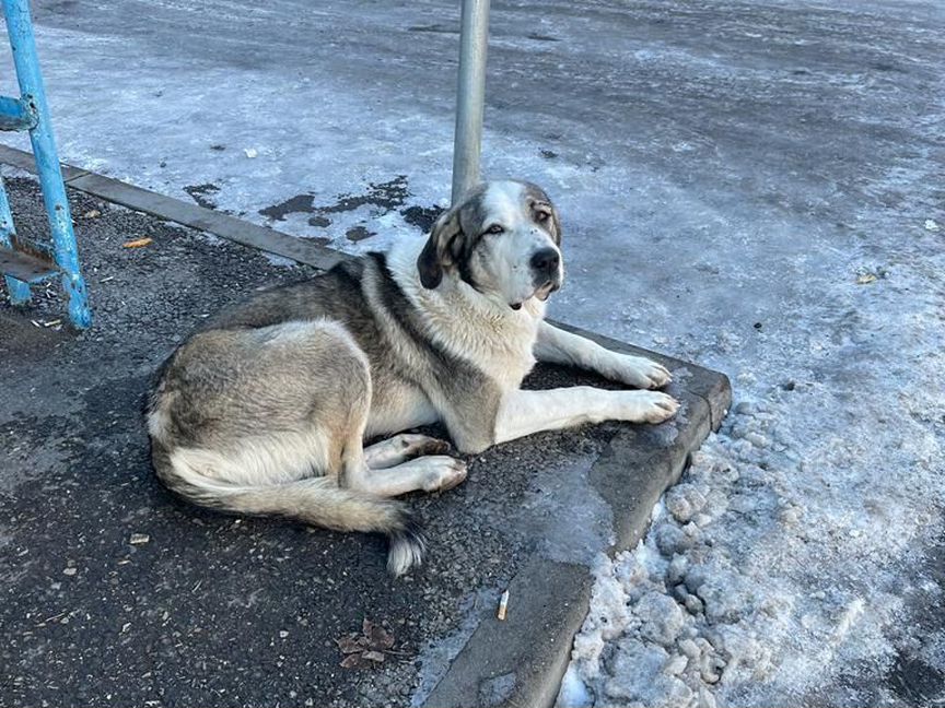 Собака алабай бесплатно