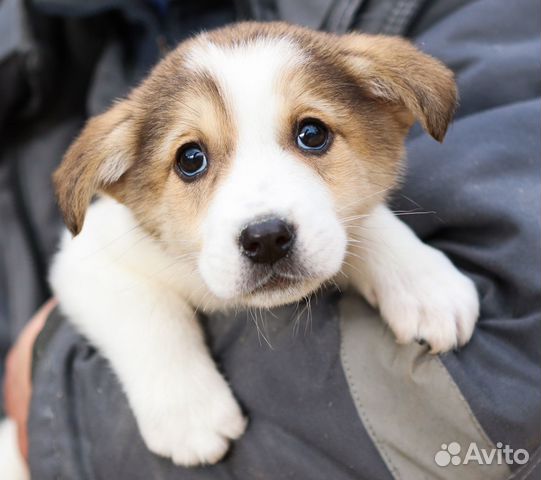 Шанель малышка