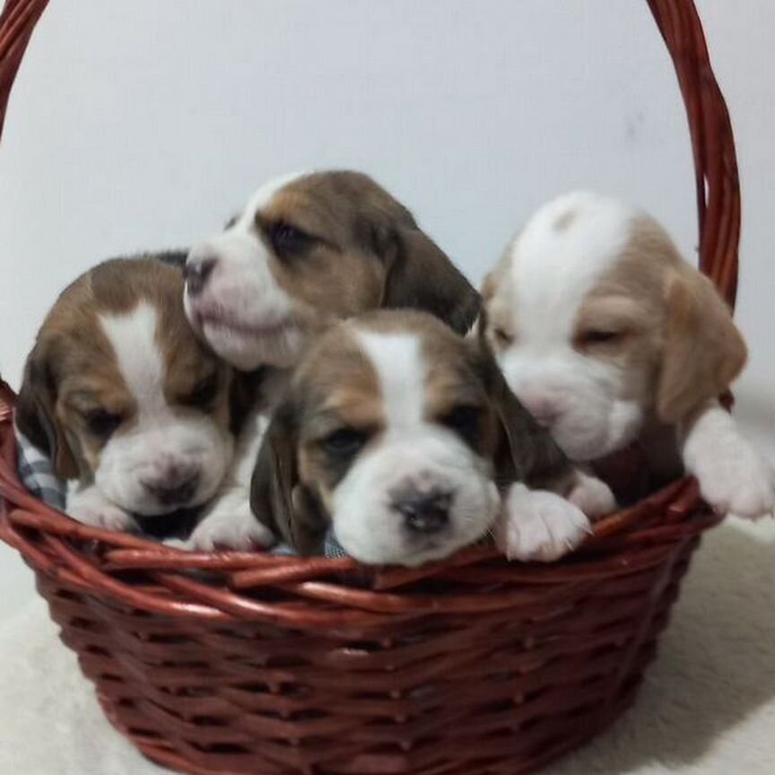 Бигль, щенок