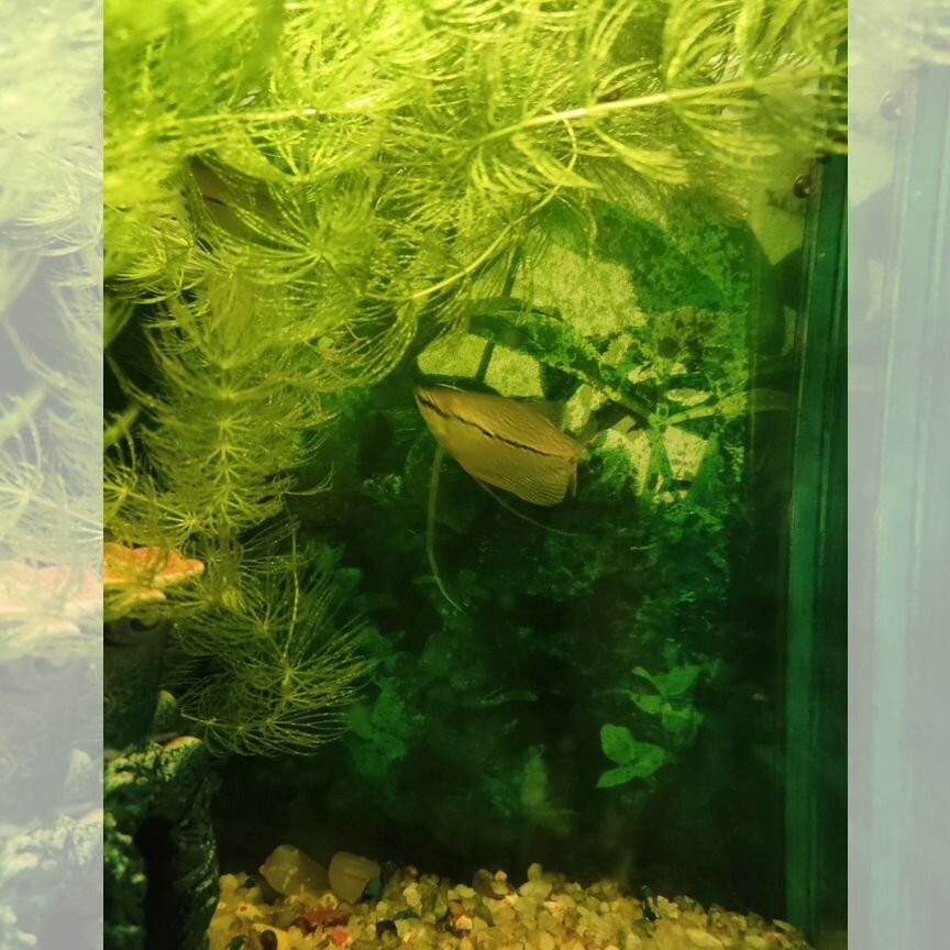 Аквариумные растения