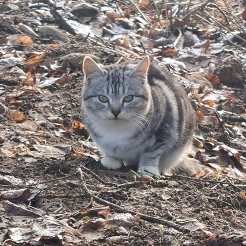 Европейский короткошёрстный котёнок