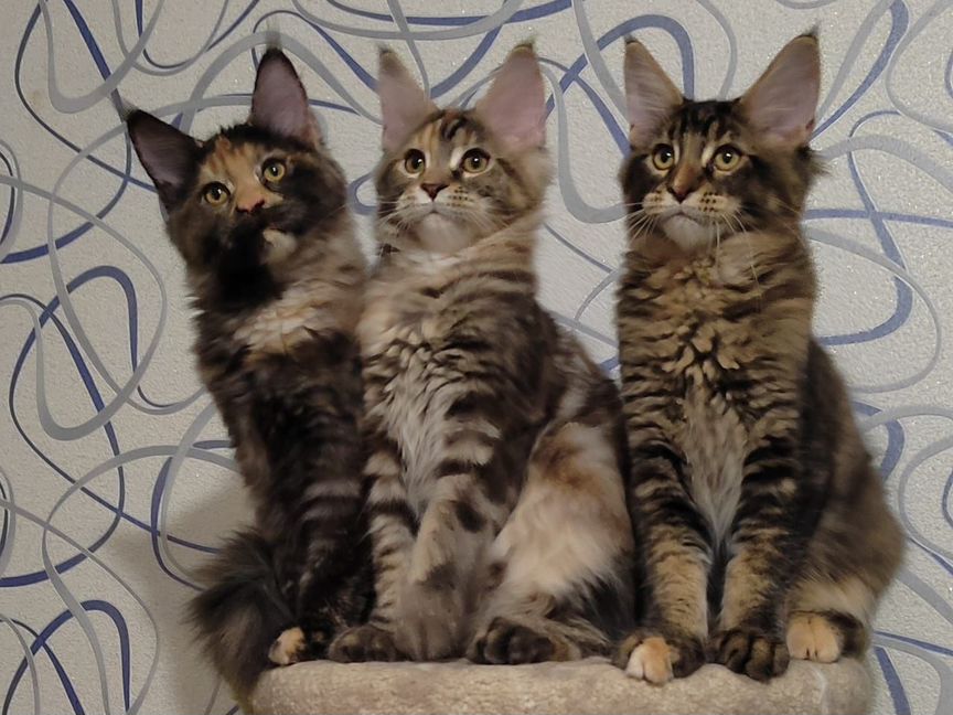 Котята мейн-кун