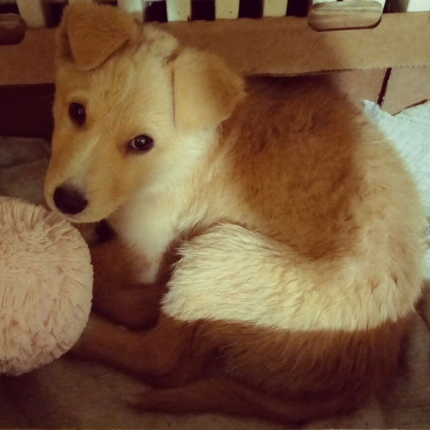 Щенок в добрые руки бесплатно