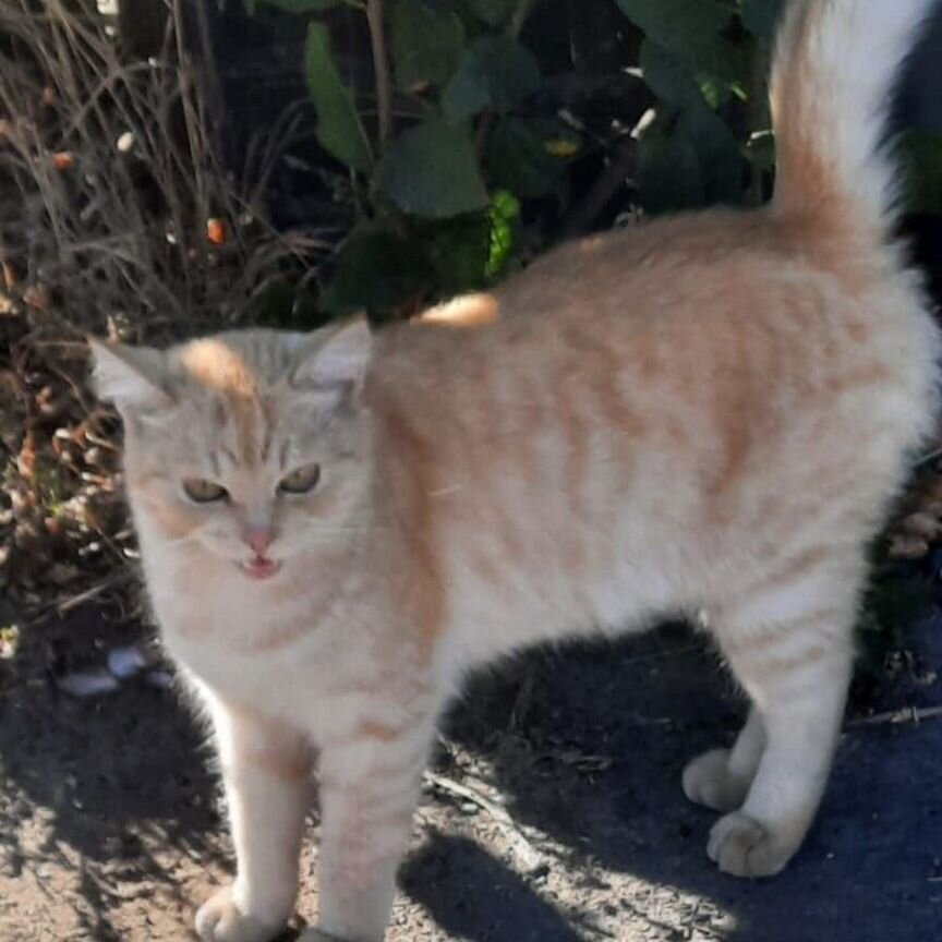 Котик в добрые руки